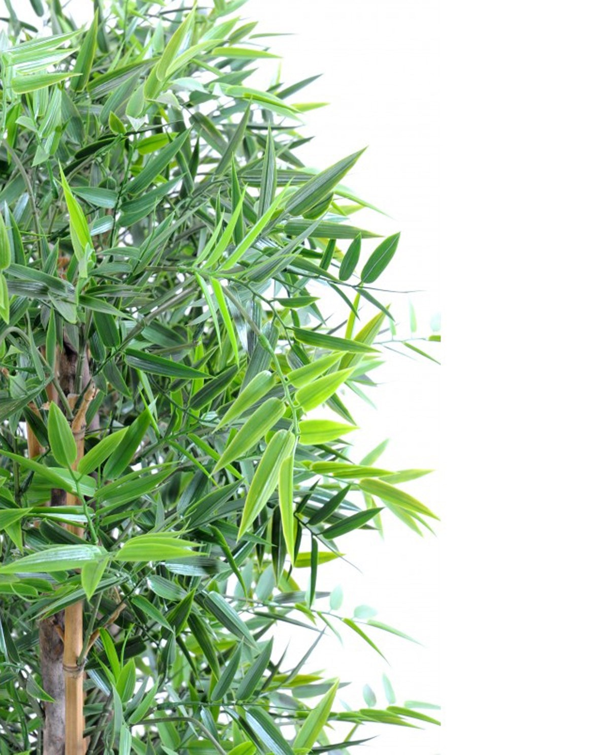 Plante artificielle haute gamme Spécial extérieur/ Haie Bambou ... Plante artificielle haute gamme Spécial extérieur/ Haie Bambou ...